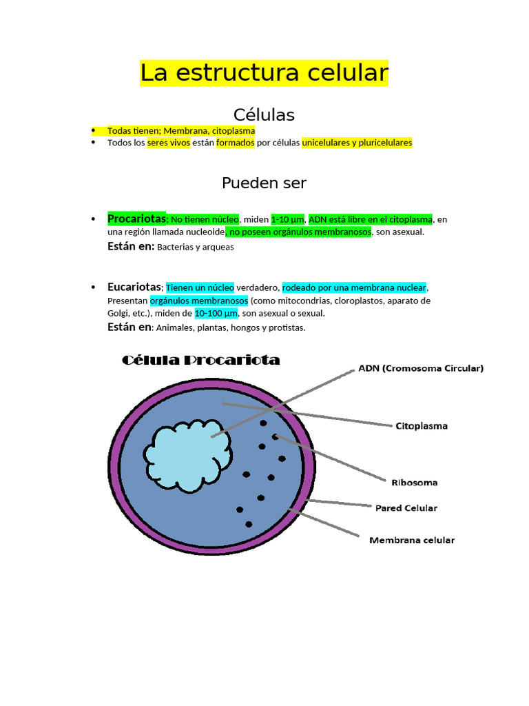 Estructura y Funciones de las Células | PDF | Biología Celular ...