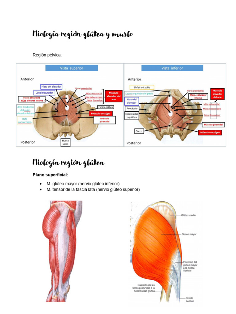 Miología Región Glútea y Muslo | PDF