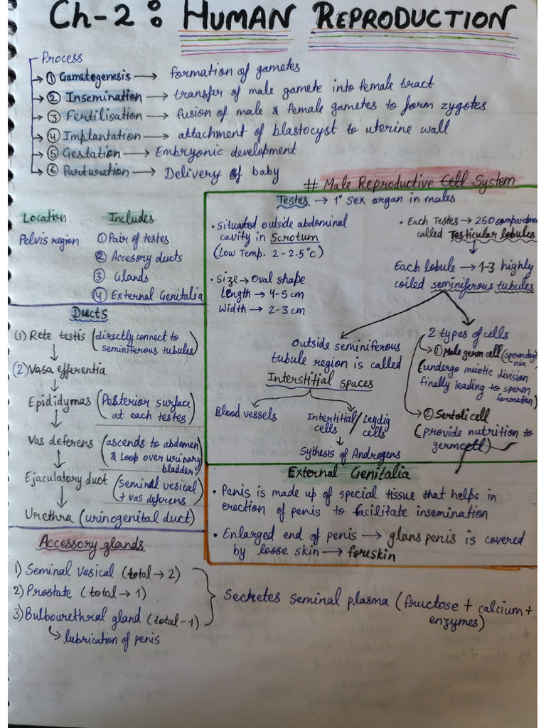 Human Reproduction Notes Class 12 | PDF