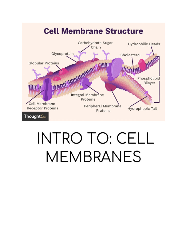 Understanding Cell Membrane Structure | PDF