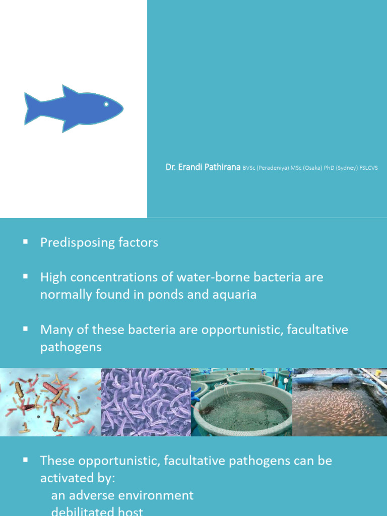 Lec7 - Bacterial Diseases in Finfish (Full Lec) | PDF | Bacteria | Pathogen