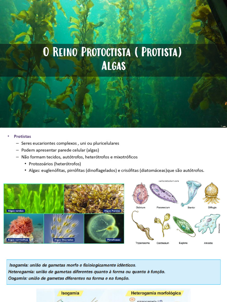 O Reino Protoctista (Protista) - Algas | PDF