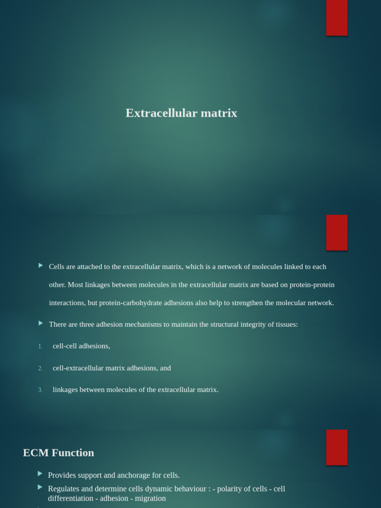 Extracellular Matrix | PDF | Extracellular Matrix | Cell Adhesion
