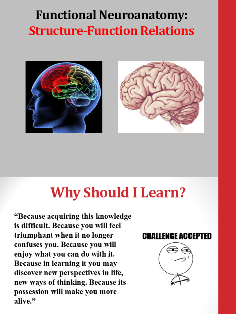 3114 Neuroanatomy Neuropsychology | PDF | Cerebral Cortex | Parietal Lobe