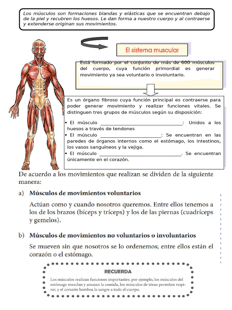 Ficha de Conocemos Los Músculos | PDF
