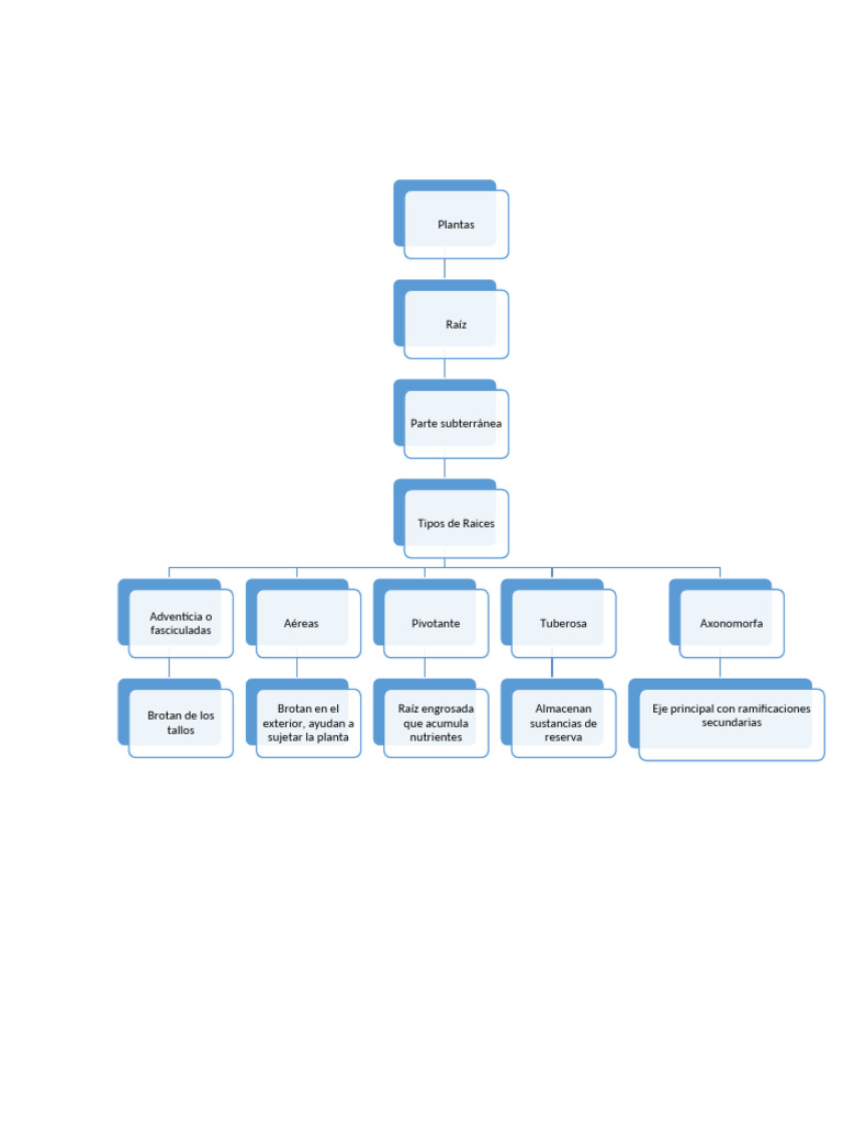 Mapas Conceptuales Plantas | PDF | Raíz | Tallo de la planta
