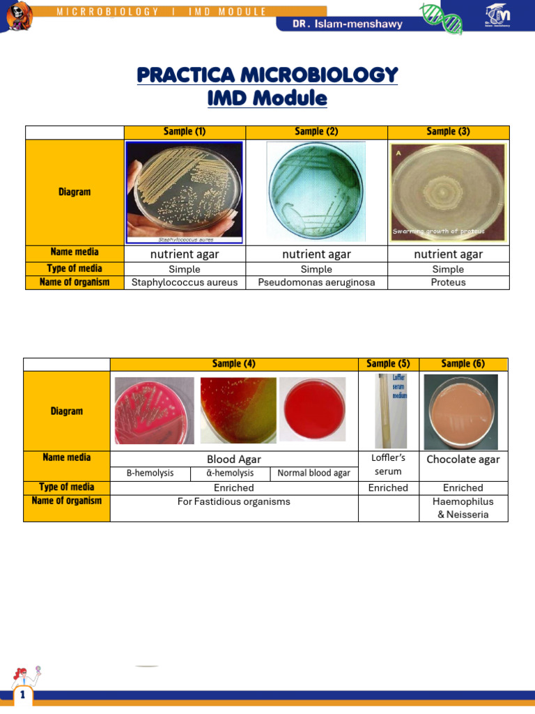 Microbiology Practical | PDF | Agar | Microbiology
