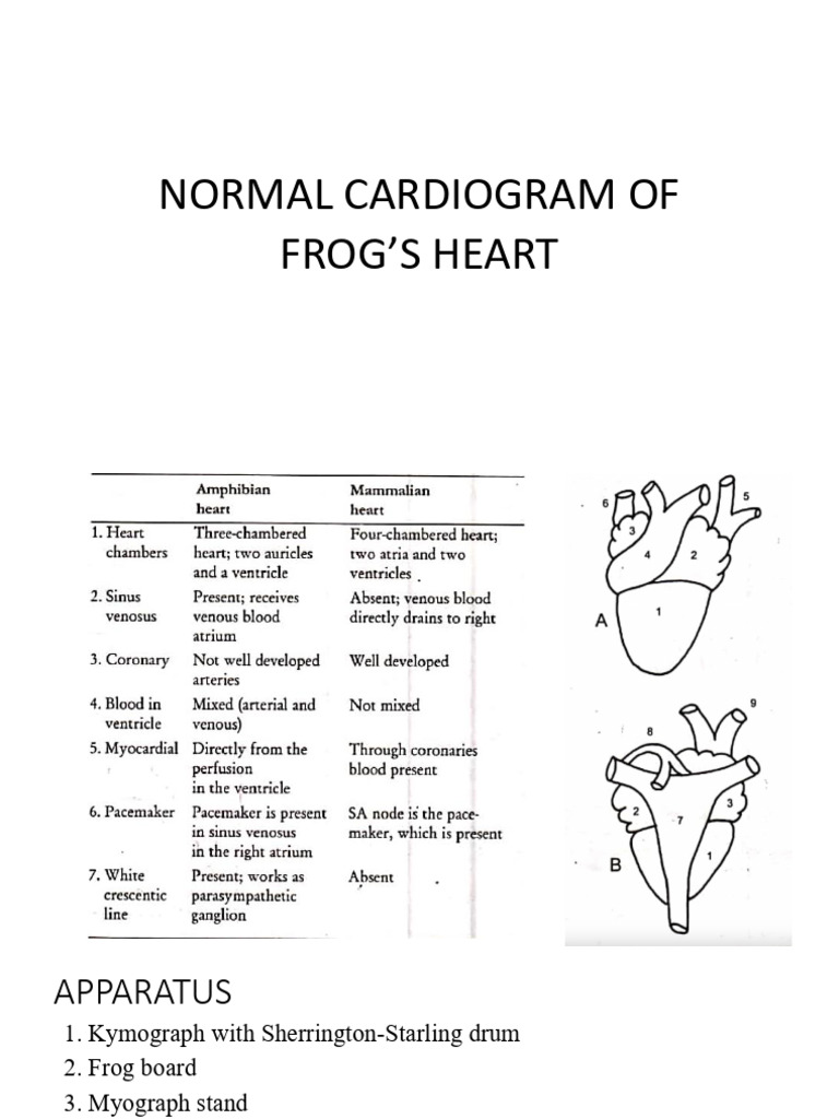 Frog Heart - Effect of Temp, Stannius Ligature | PDF | Heart | Atrium ...