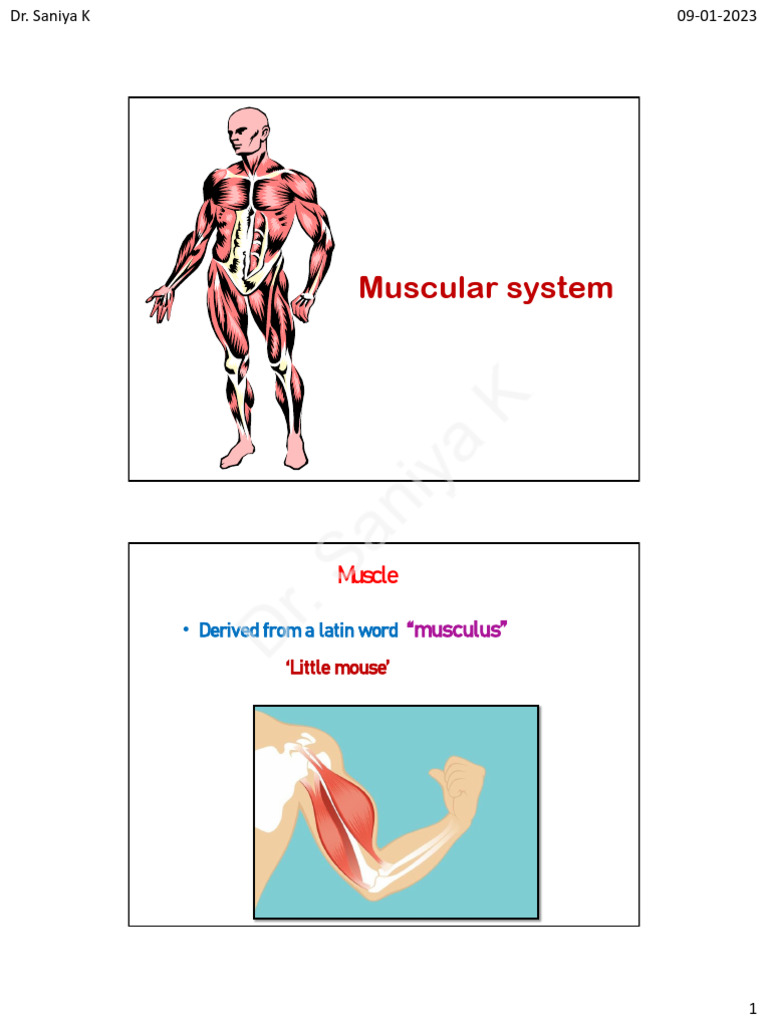 Muscular System: Muscle | PDF | Muscle Contraction | Cardiac Muscle