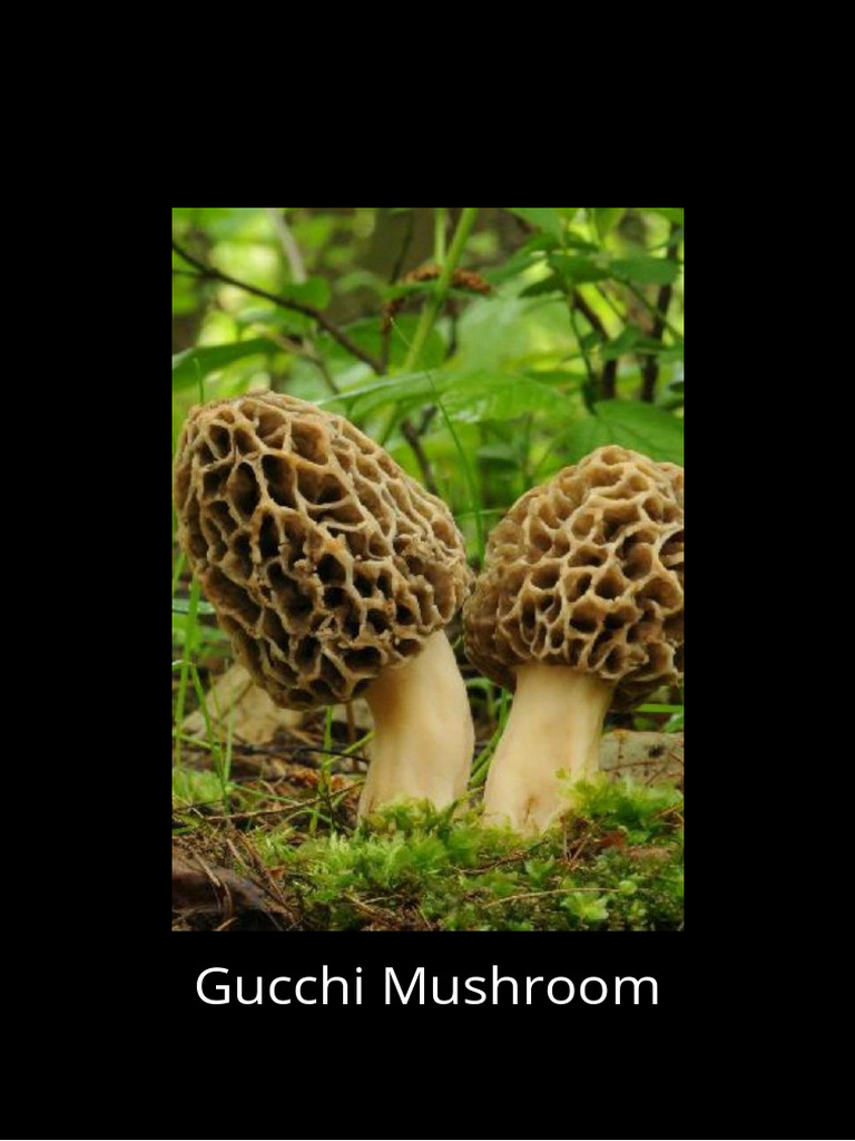 Gucchi Mushroom | PDF