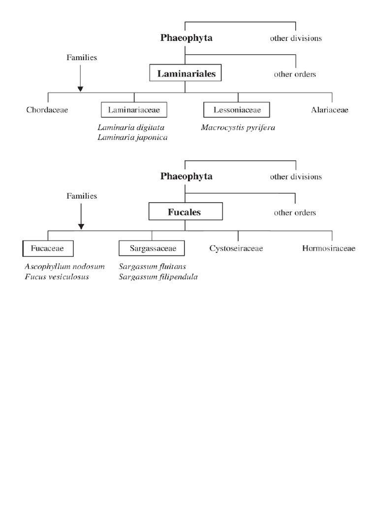Classification of Algae | PDF