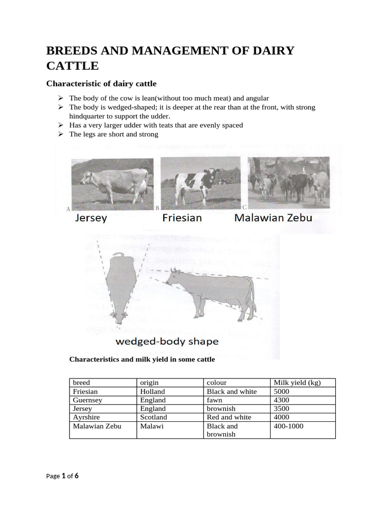 Dairy Cattle Breeds and Management Guide | PDF | Dairy Cattle | Cattle