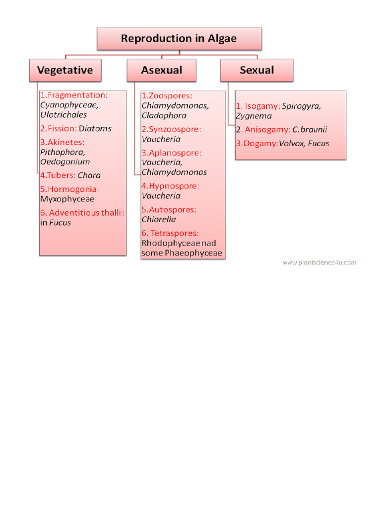Reproduction in Algae | PDF
