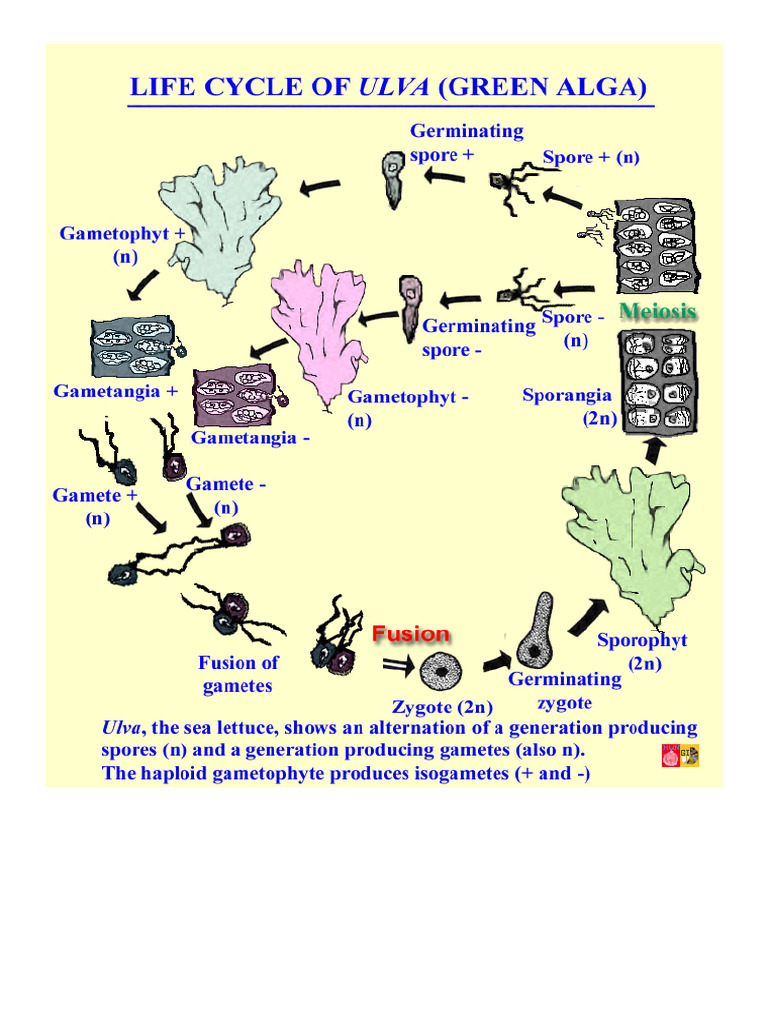 Life Cycle of Ulva | PDF