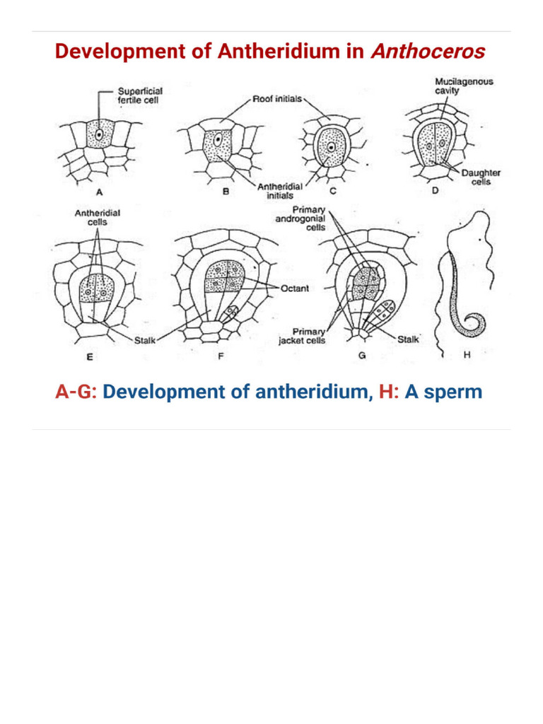 Antheridium Development in Anthoceros | PDF