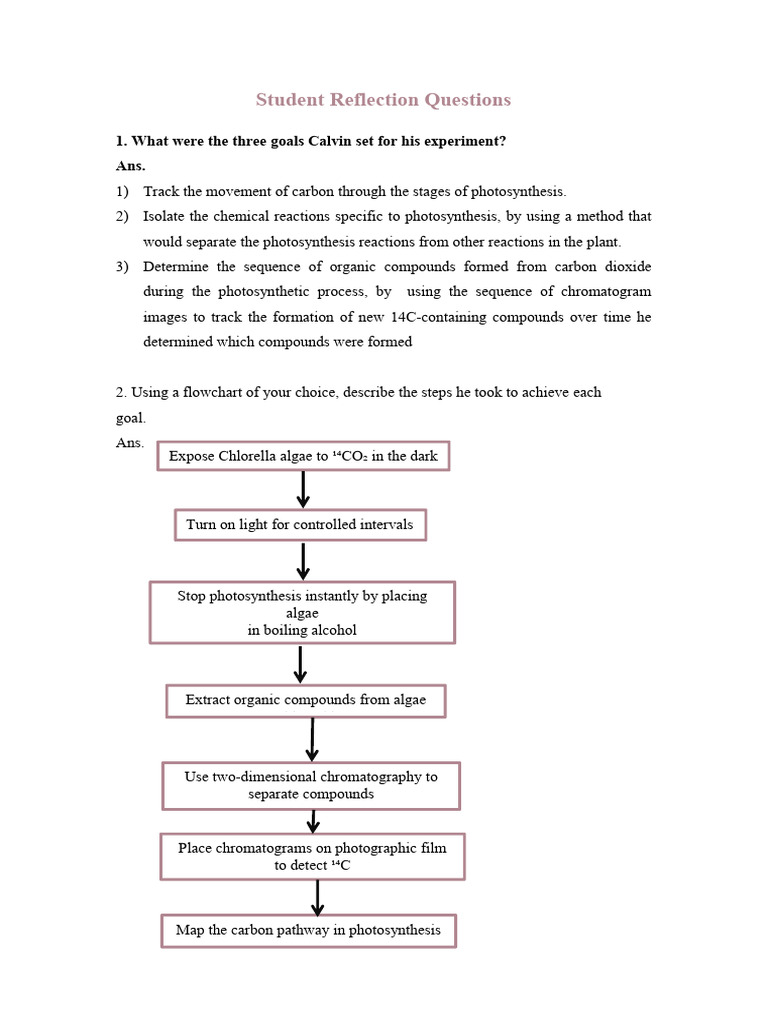 Student Reflection Questions Calvin Cycle | PDF