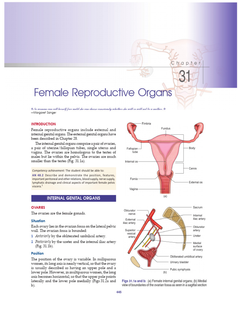 Anatomy and Function of Ovaries | PDF | Uterus | Ovary