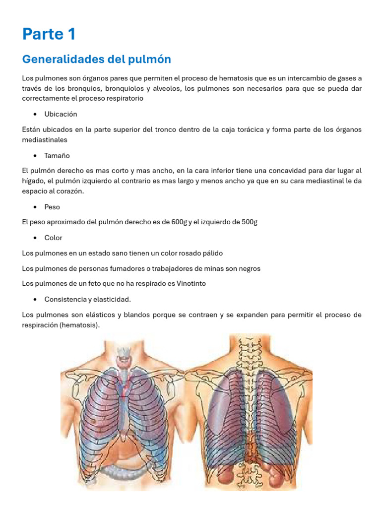 Ubicación de los pulmones en la espalda | PDF | Pulmón | Vena
