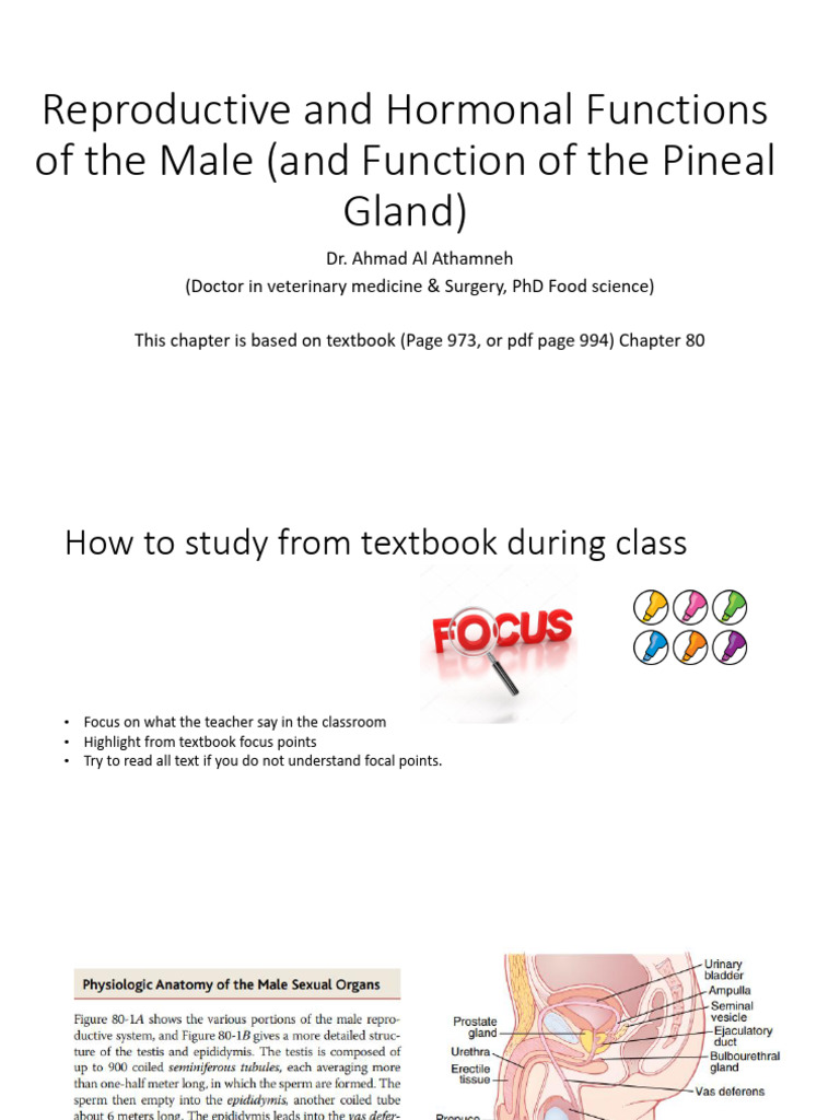 Male Reproductive Hormones Overview | PDF