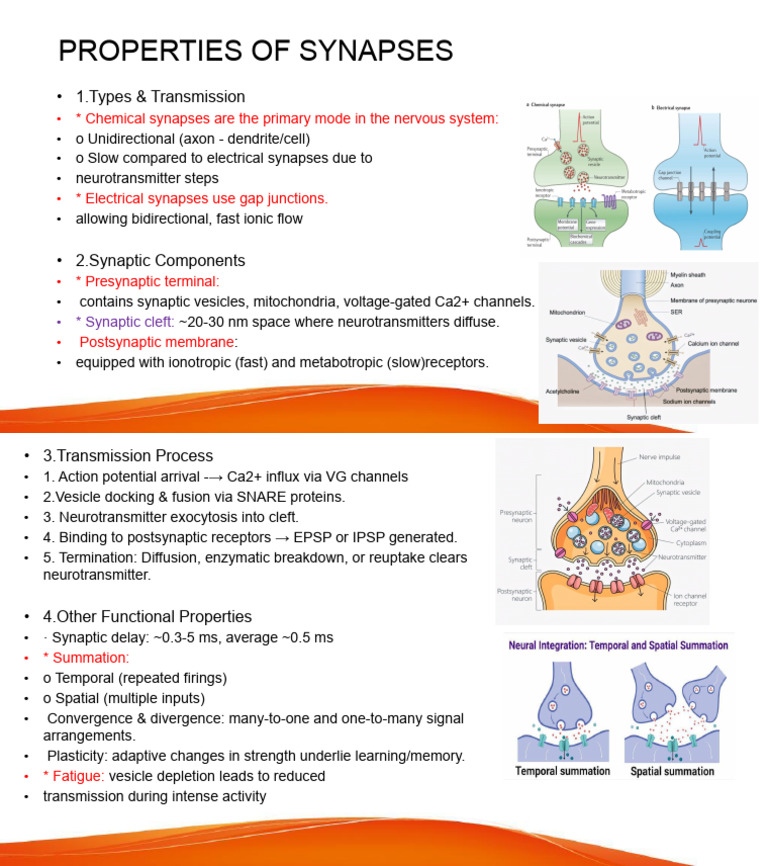 Properties of Synapse (Primer) - 1 | PDF