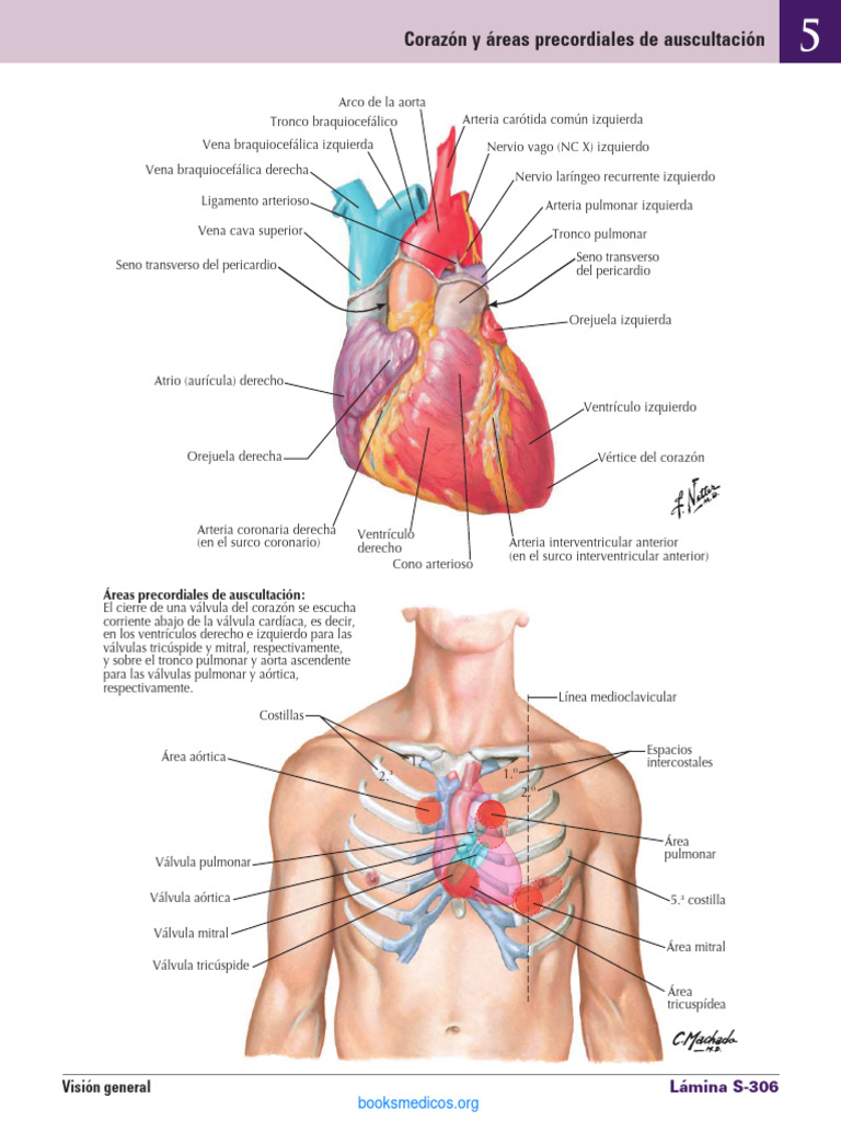 Netter Corazon | PDF | Ventrículo (corazón) | Corazón
