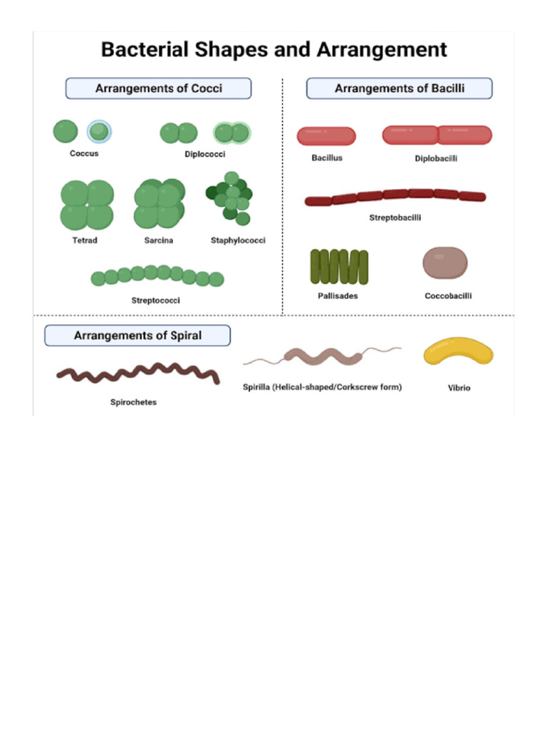 Bacterial Shapes and Arrangement | PDF