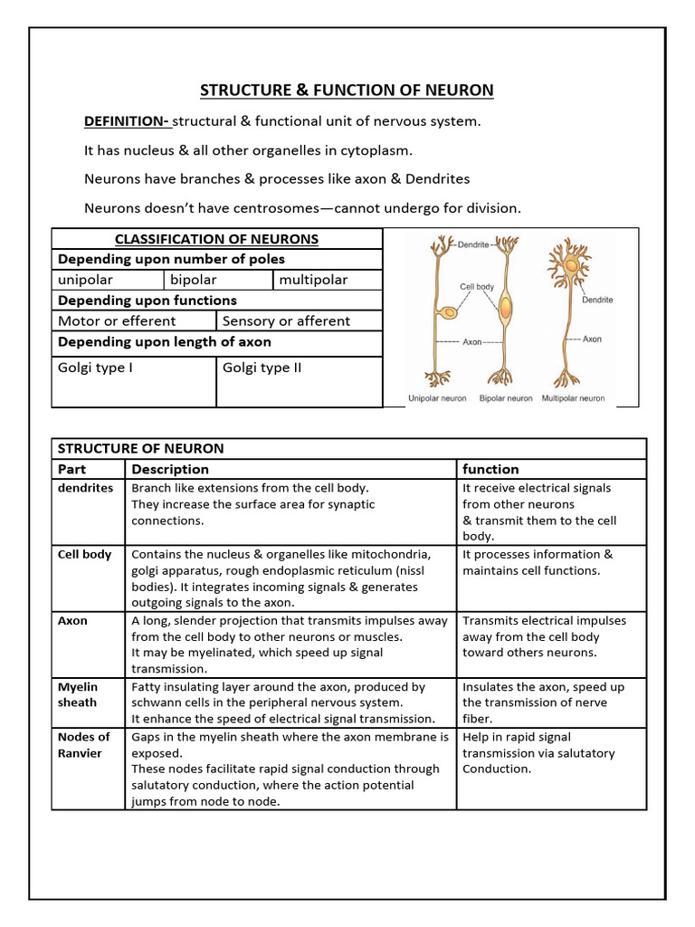 Structure of Nneuron-1 | PDF | Axon | Neuron