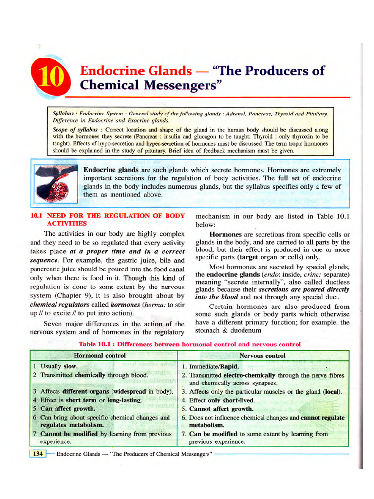 Endocrine Glands | PDF