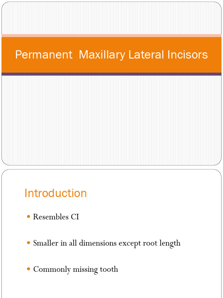 Permanent Maxillary Lateral Incisors | PDF
