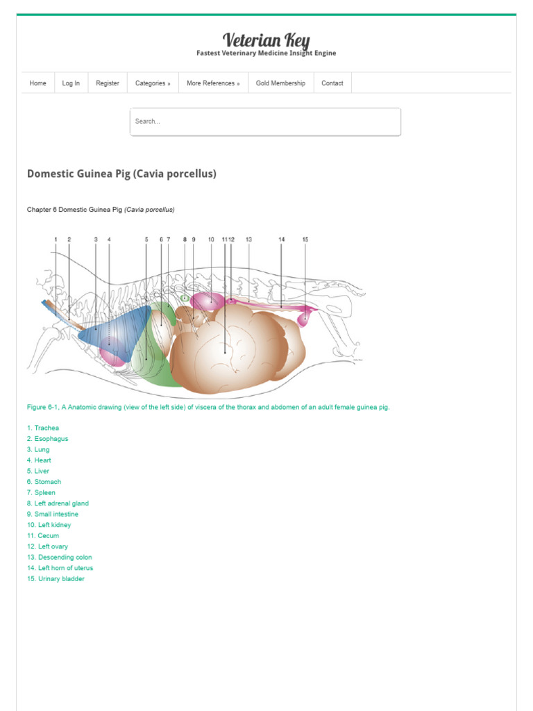 Guinea Pig Anatomy and Radiographs | PDF | Vertebra | Skeletal System