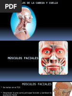 Músculos de Cabeza y Cuello | PDF | Anatomía humana | Sistema esquelético