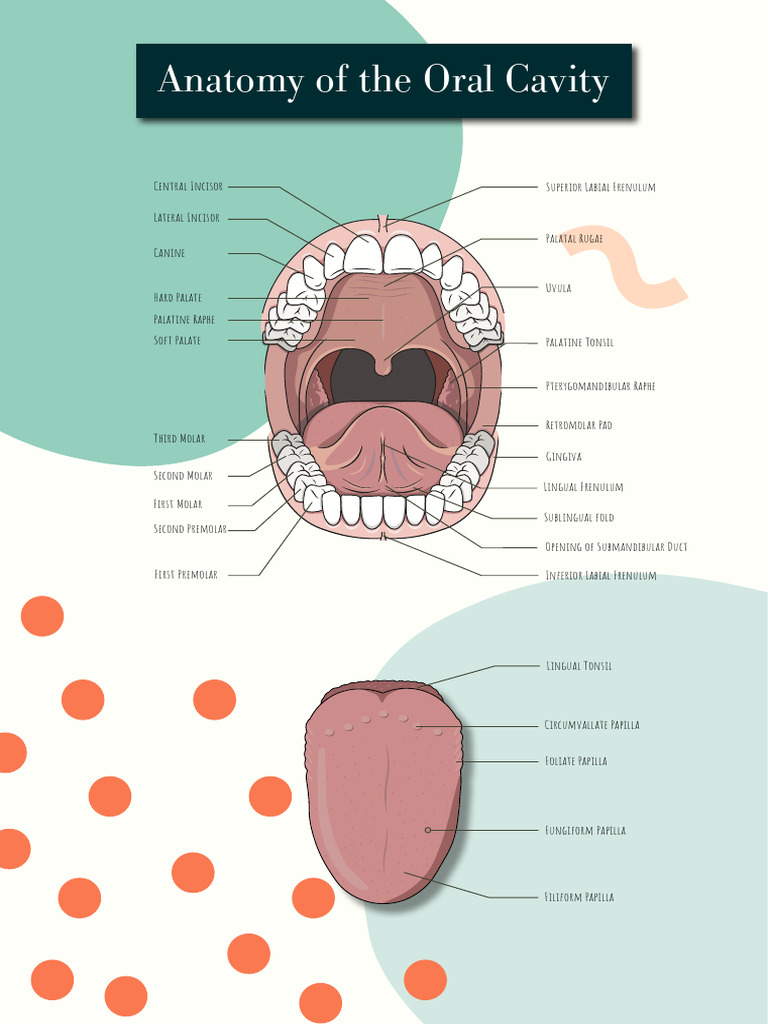 Dental Notes Study Guide | PDF | Tongue | Neck