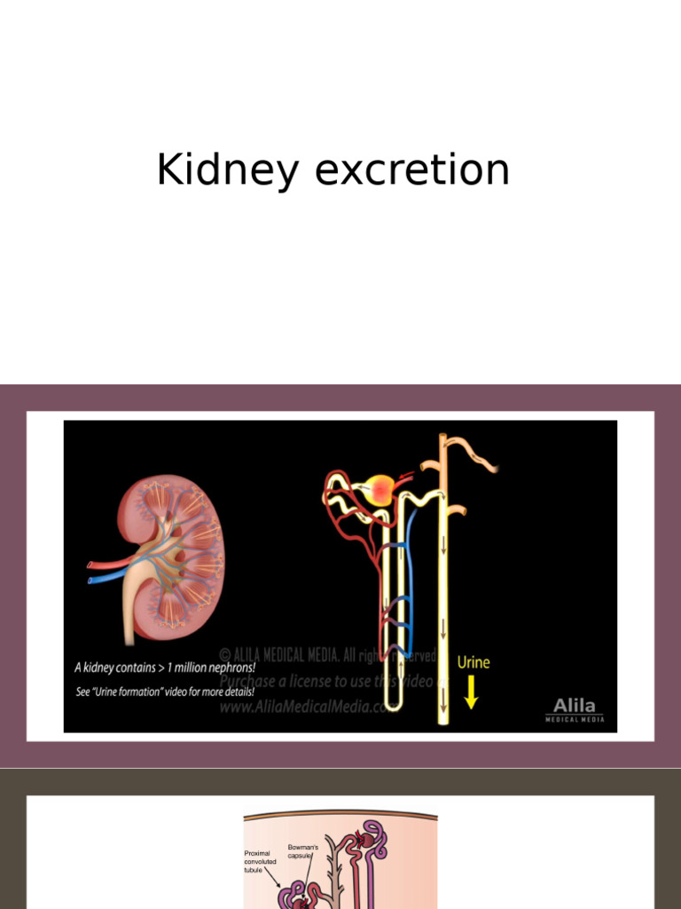 Kidney Excretion | PDF