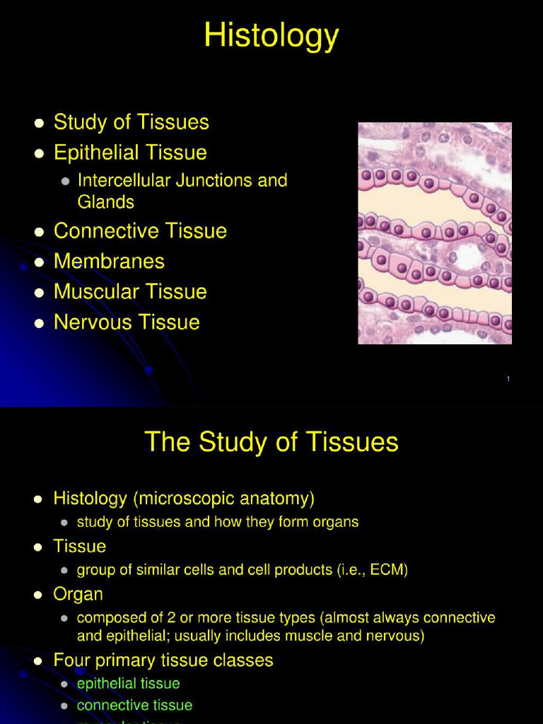 Histology 2 | PDF