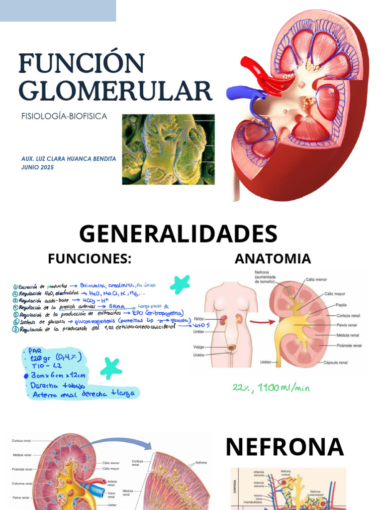 Función Glomerular Repaso 250615 190400 | PDF