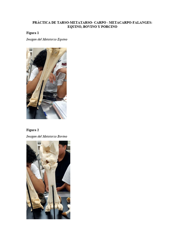 Anatomía del Tarso y Metatarso en Animales | PDF
