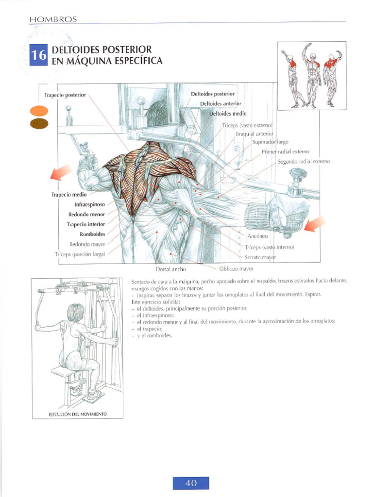 45 - Deltoides Posterioress | PDF