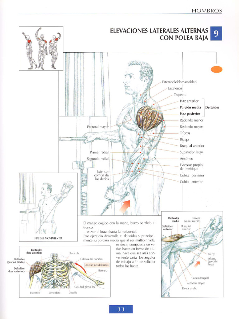 38 - Elevacion Lateral Con Polea para Hombro | PDF