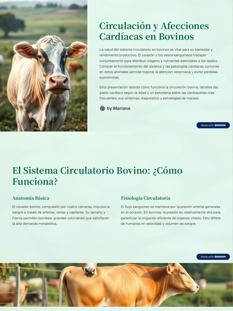 Circulacion y Afecciones Cardiacas en Bovinos | PDF | Corazón | Sistema ...
