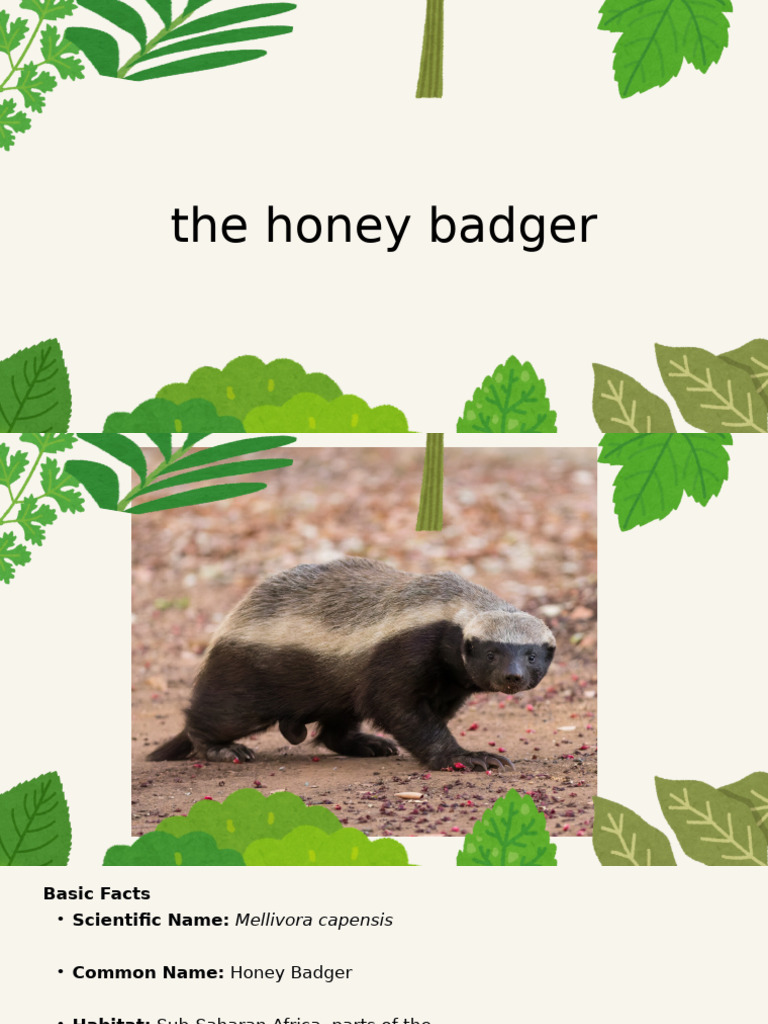 The Honey Badger | PDF