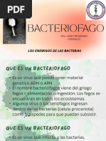 Características y Ciclos de Bacteriófagos | PDF | Bacteriófago | Virus