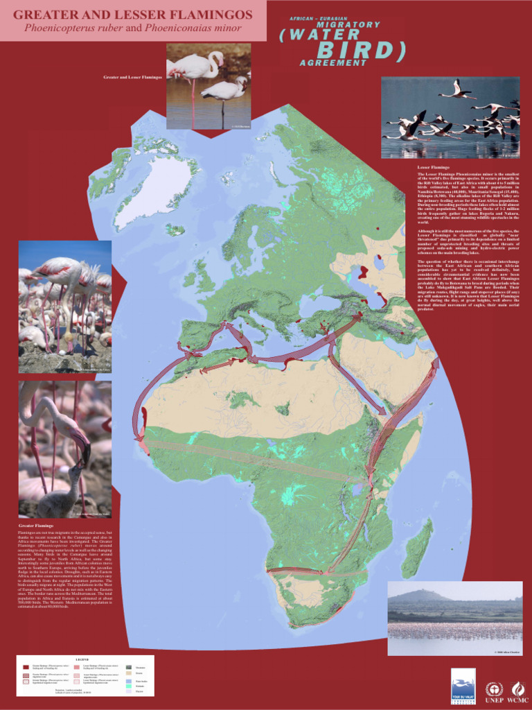 Flamingo 0 | PDF | Bird Migration | Zoology