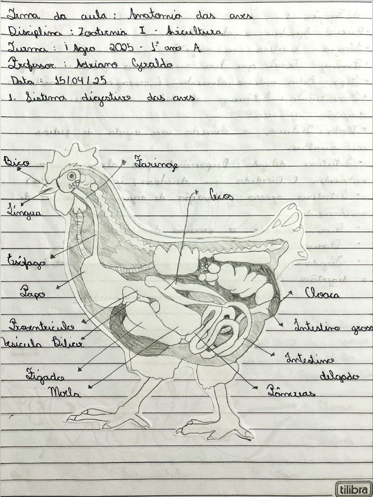Anatomia Das Aves | PDF
