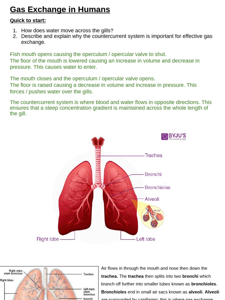L5 Gas Exchange in Humans | PDF | Lung | Breathing