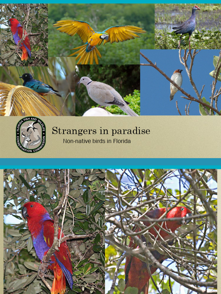Non-Native Birds in Florida Overview | PDF