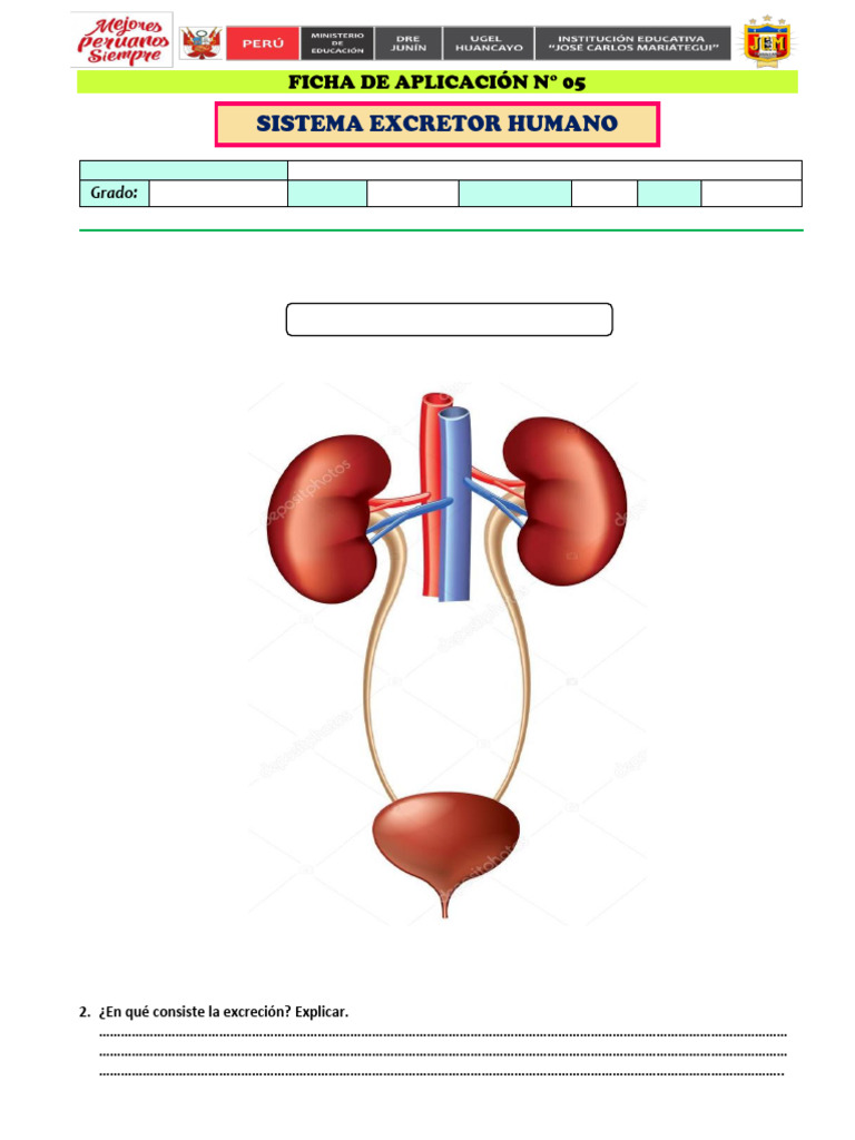 Ficha de Apliacción N°5 - Sistema Excretor | PDF