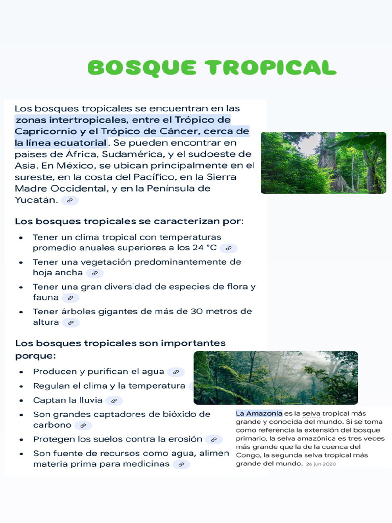 Bosque Tropical | PDF