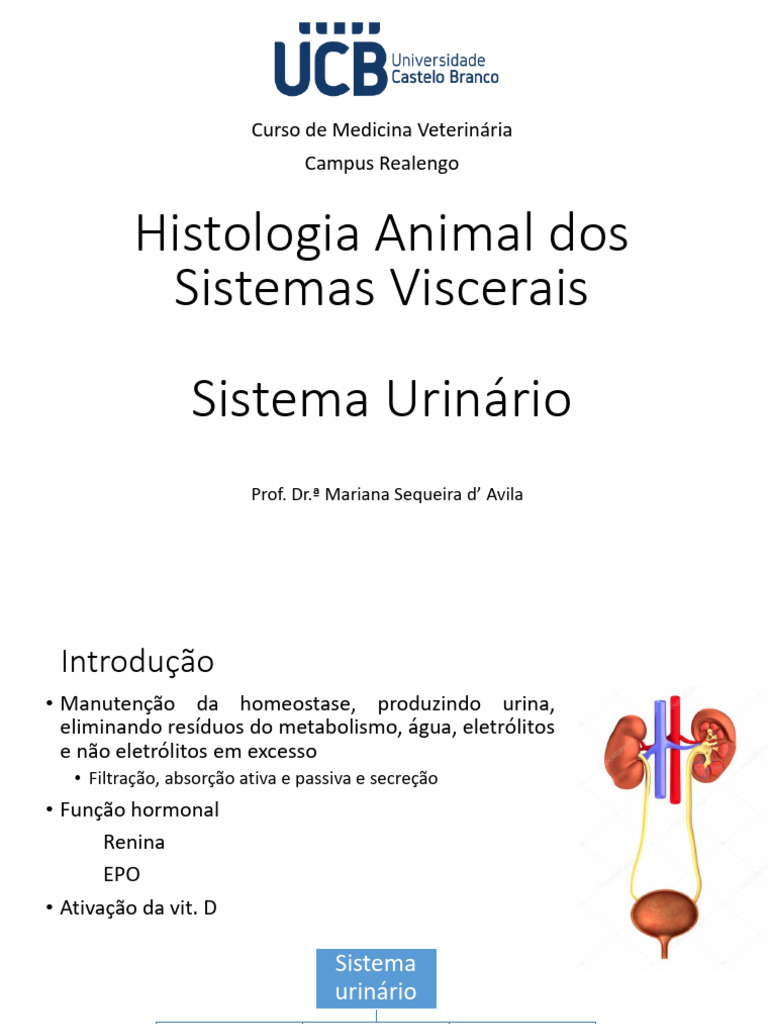 Estrutura dos Túbulos Uriníferos | PDF | Rim | Sistema urinário