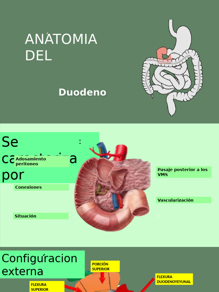 Duodeno D. | PDF | Abdomen | Anatomia animal