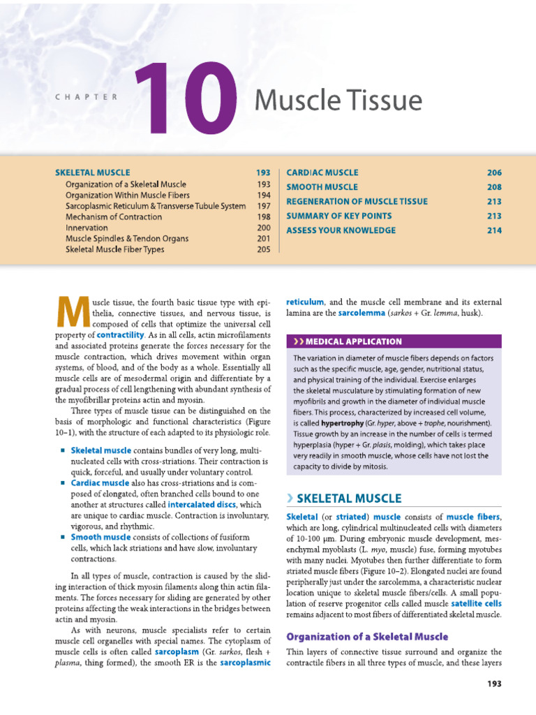 Muscle Tissue 075403 | PDF